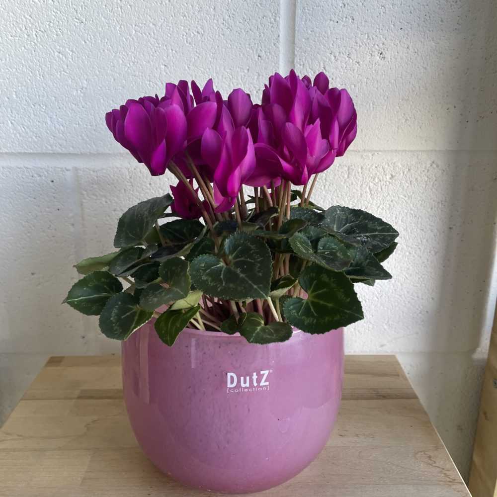 Award winning Plymouth Florist